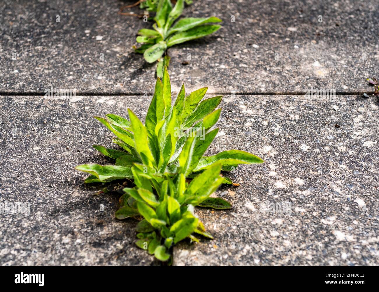 Weeds on slabs hi-res stock photography and images - Alamy