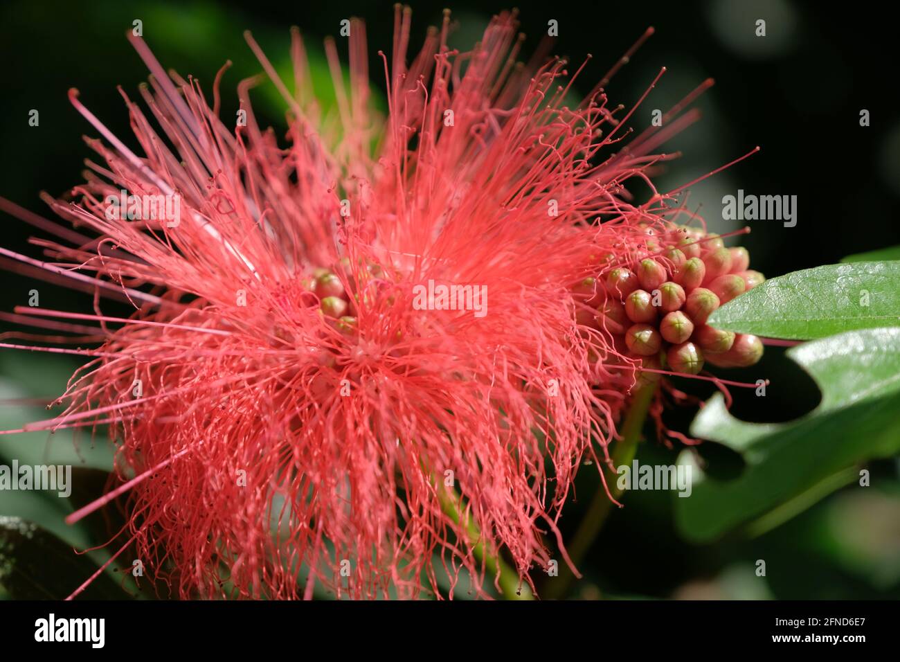 Incipient flower hi-res stock photography and images - Alamy