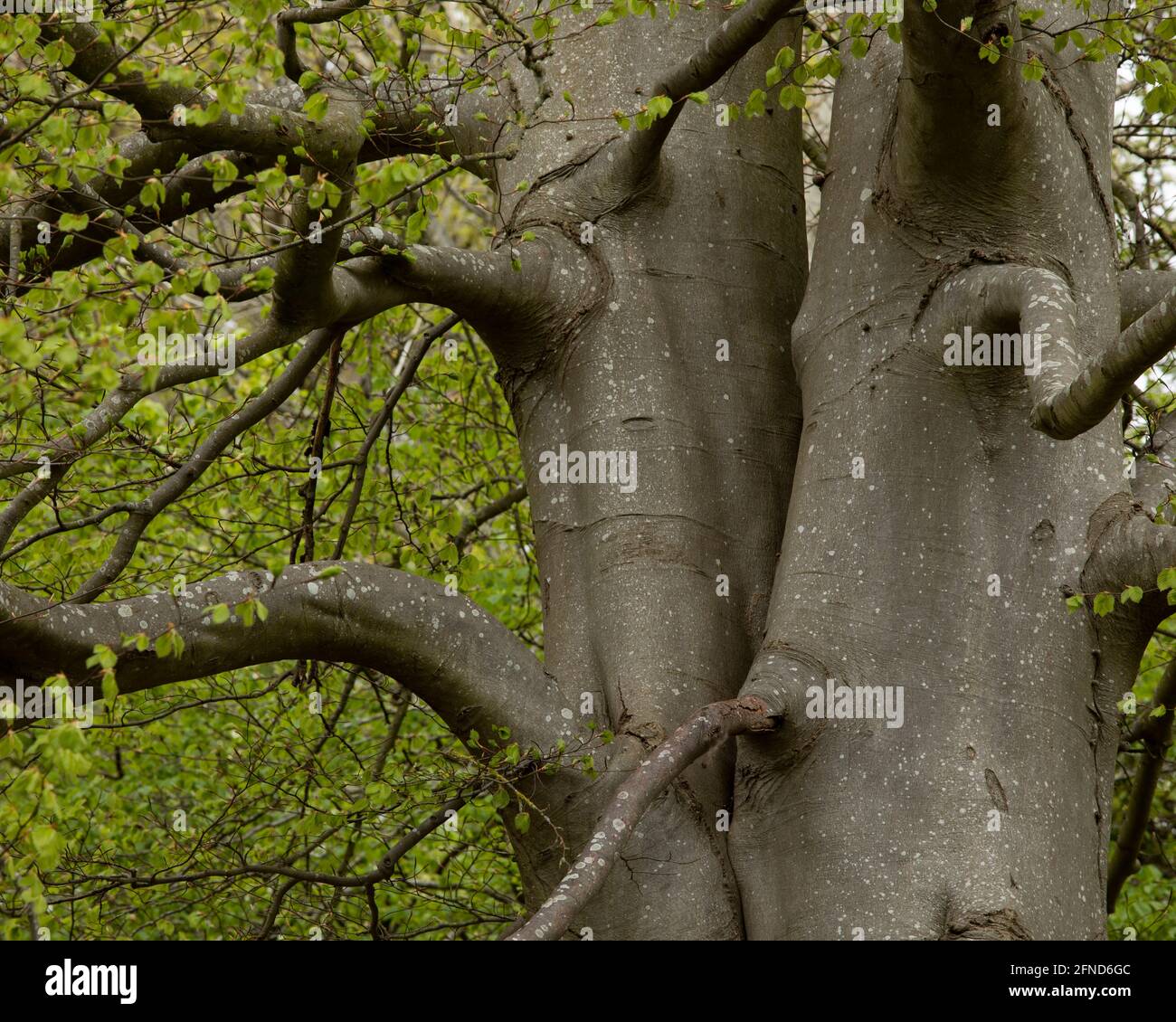 Common beech fagus sylvatica bark hi-res stock photography and images ...
