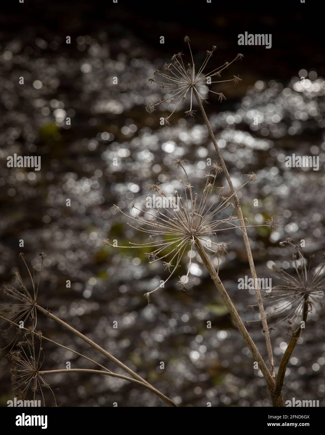 The dried stalk and head of a last years cow parsley plant set against ...