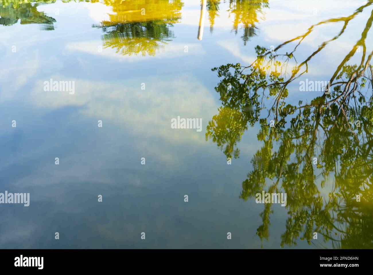 Palm trees reflected in pond hi-res stock photography and images - Alamy
