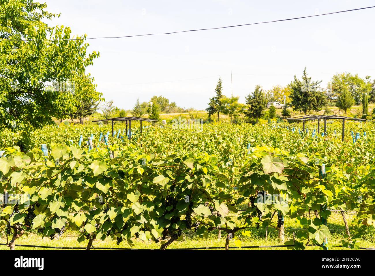 Cool climate viticulture hi-res stock photography and images - Alamy
