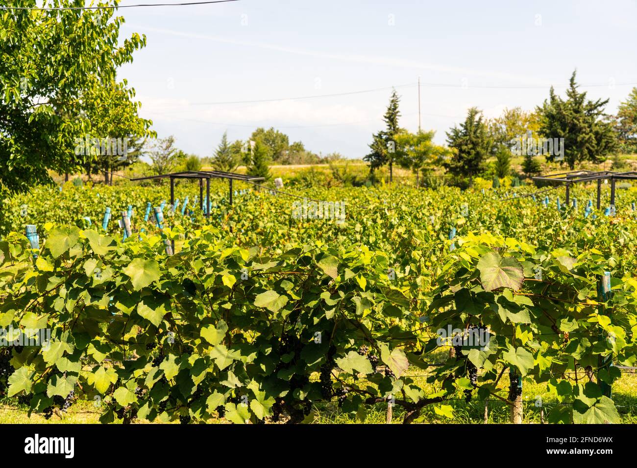 Cool climate viticulture hi-res stock photography and images - Alamy