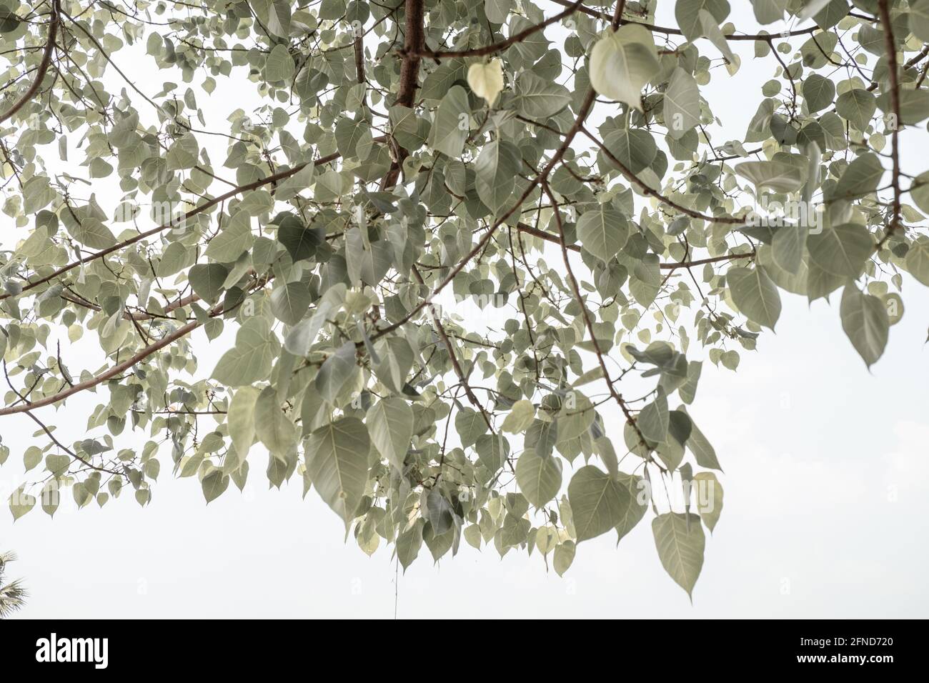 Branch with green Bodhi tree leaves isolated on a white background ...