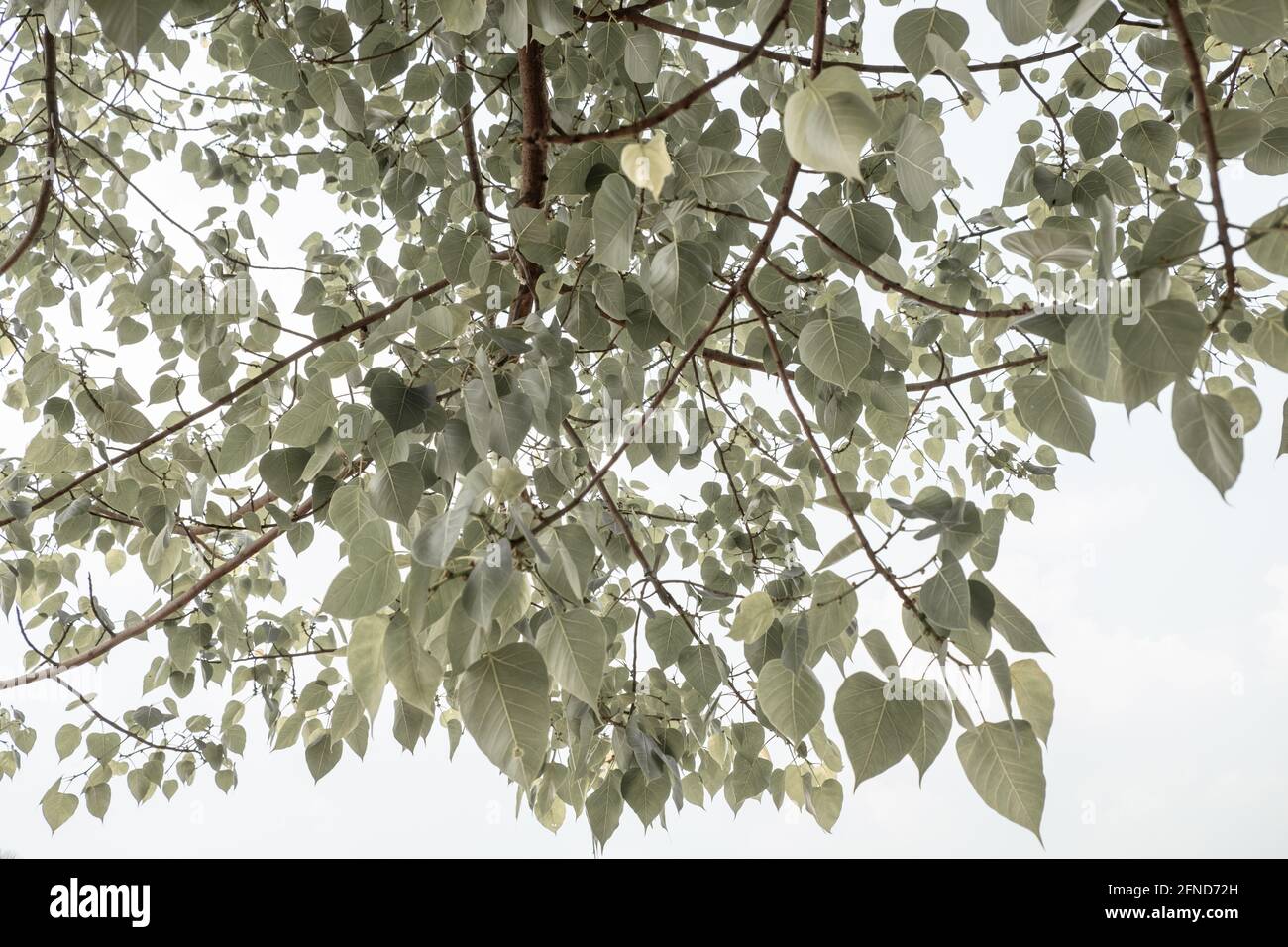 Branch with green Bodhi tree leaves isolated on a white background ...