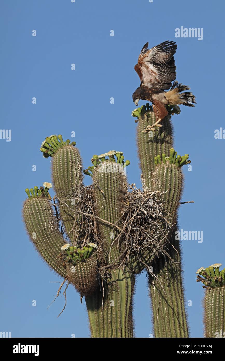 Harris's hawk (Parabuteo unicinctus), nestling about to leave nest in ...