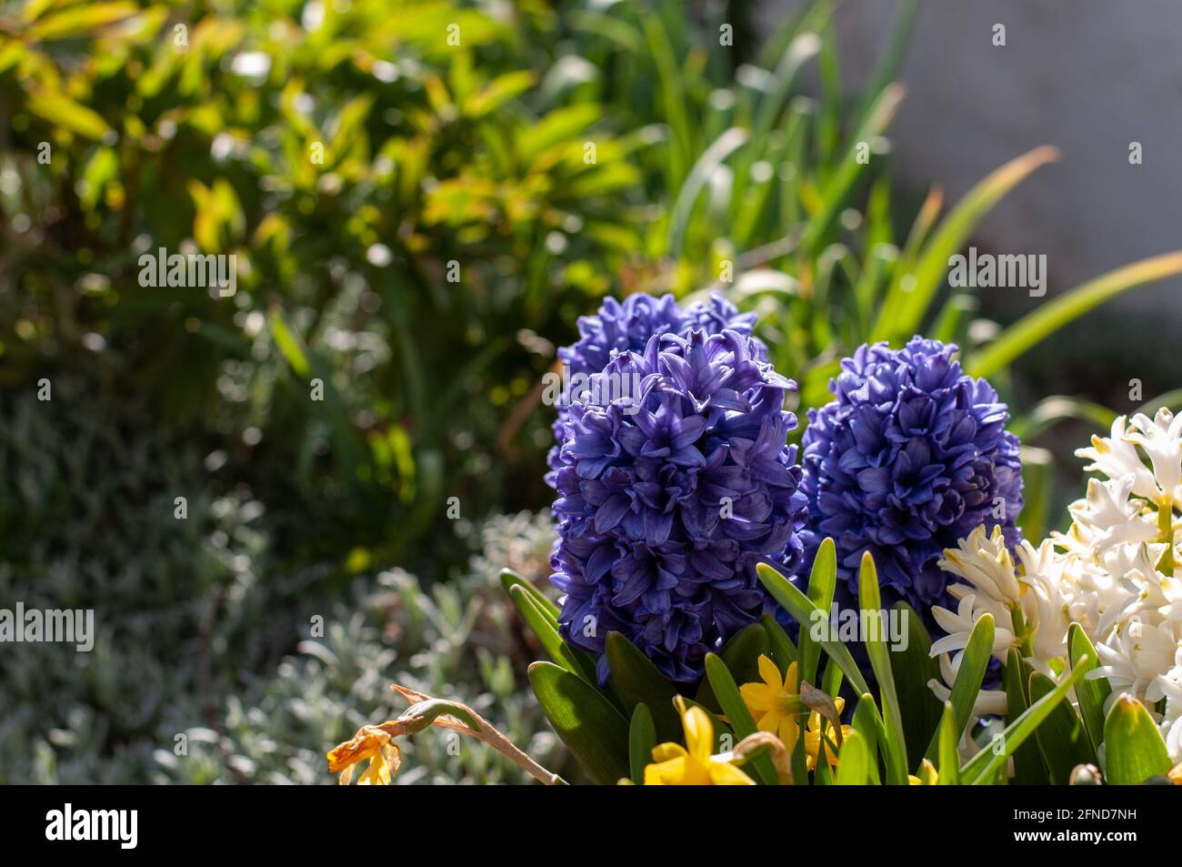 blue hyacinth flowers in a spring garden Stock Photo - Alamy