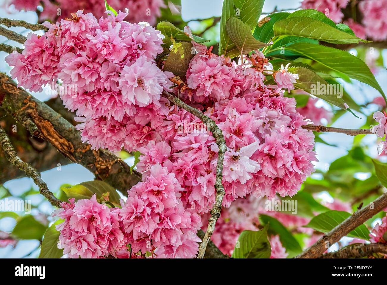Macro closeup cherry tree hi-res stock photography and images - Alamy