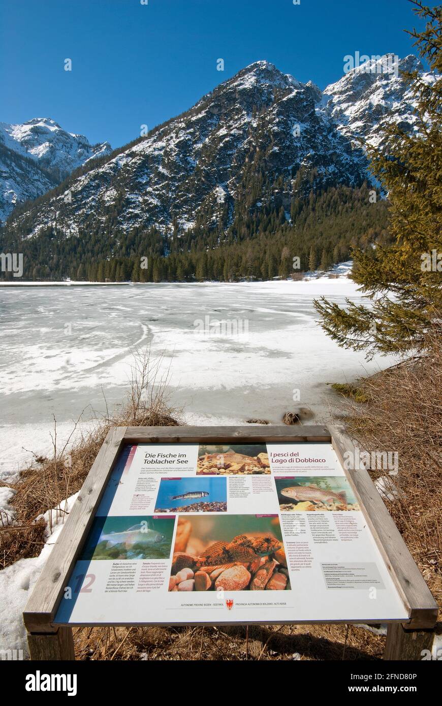 Information sign about fishes at Dobbiaco lake (frozen), Pusteria ...