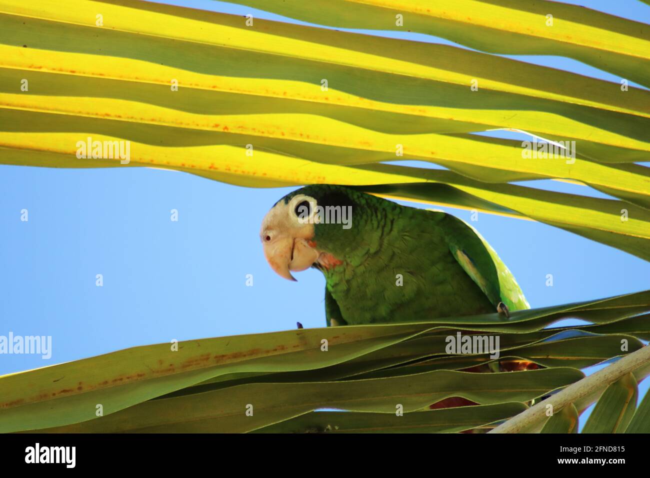 Hispaniolan parrot /Palm Tree amazona ventralis Stock Photo - Alamy