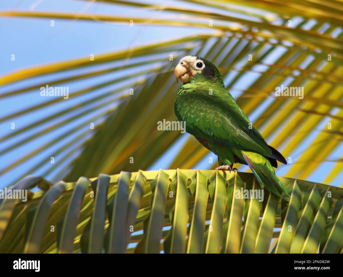 Hispaniolan parrot /Palm Tree amazona ventralis Stock Photo - Alamy
