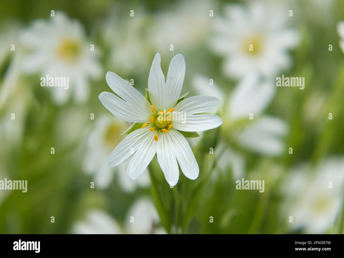 Close-up of the white flower of Mouse-ear chickweed, also known as ...