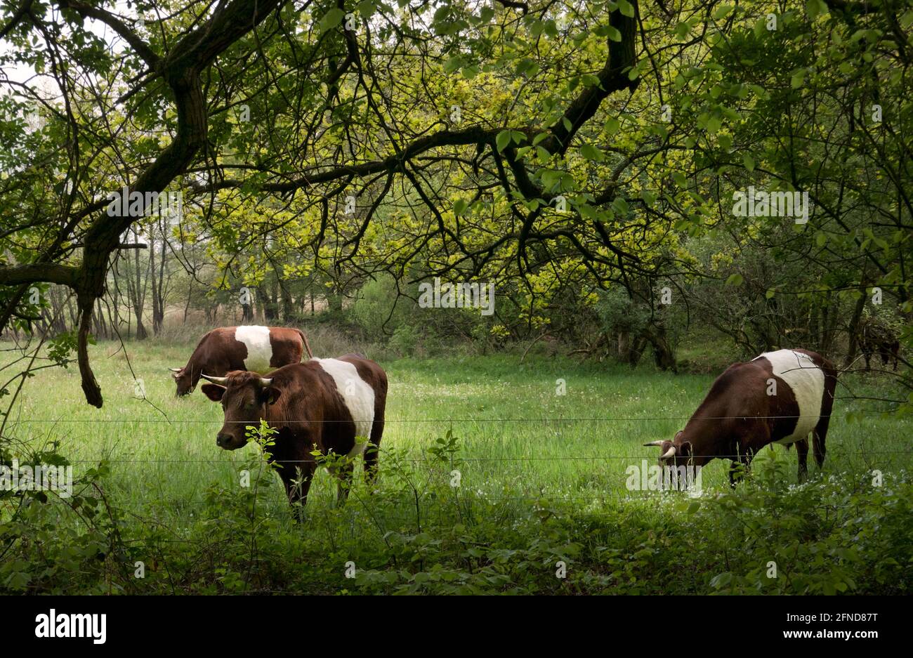 Three Dutch Belted cows, also known as Lakenvelders, in a rustic green ...