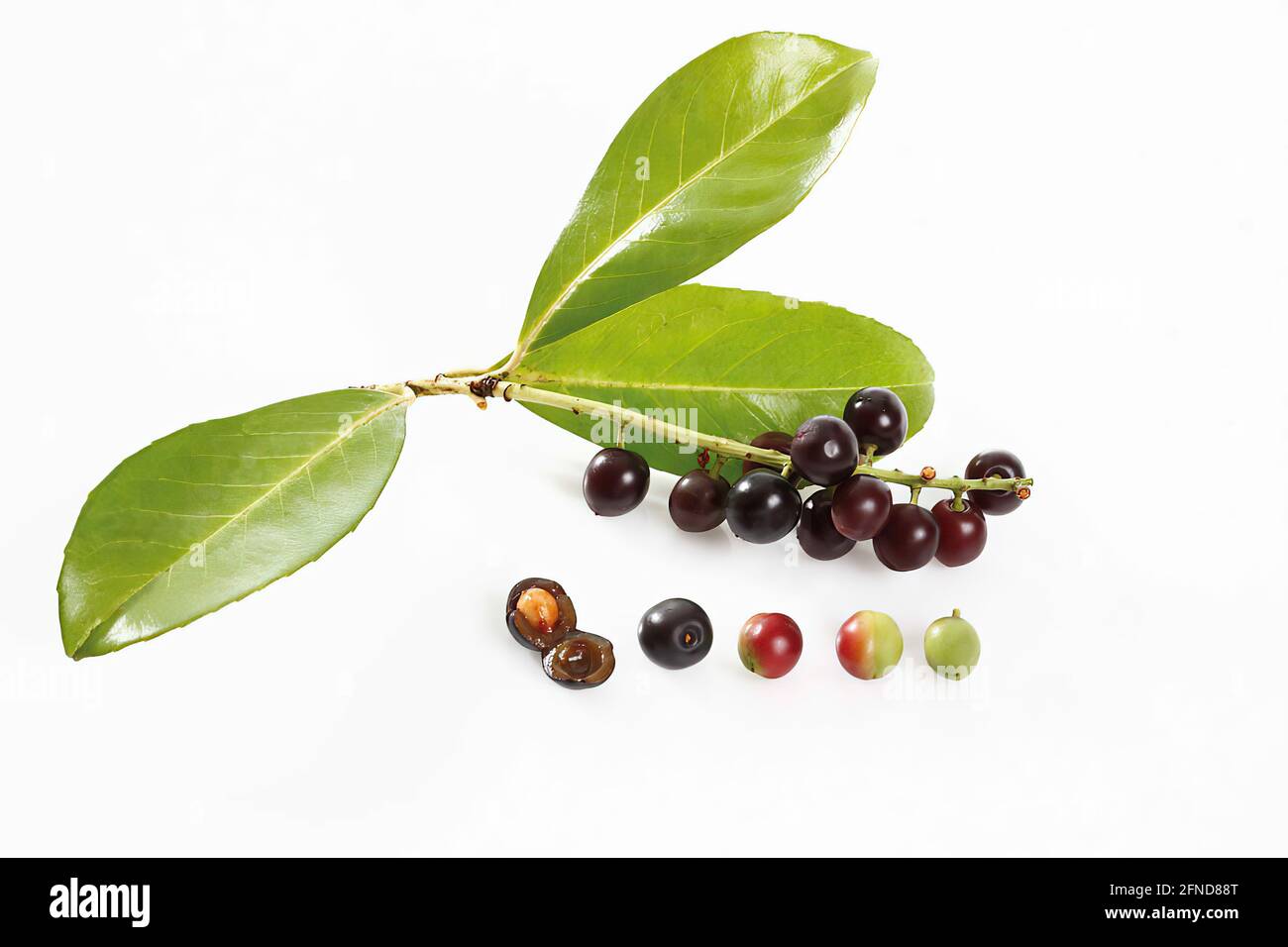 Cherry laurel with fruits hi-res stock photography and images - Alamy