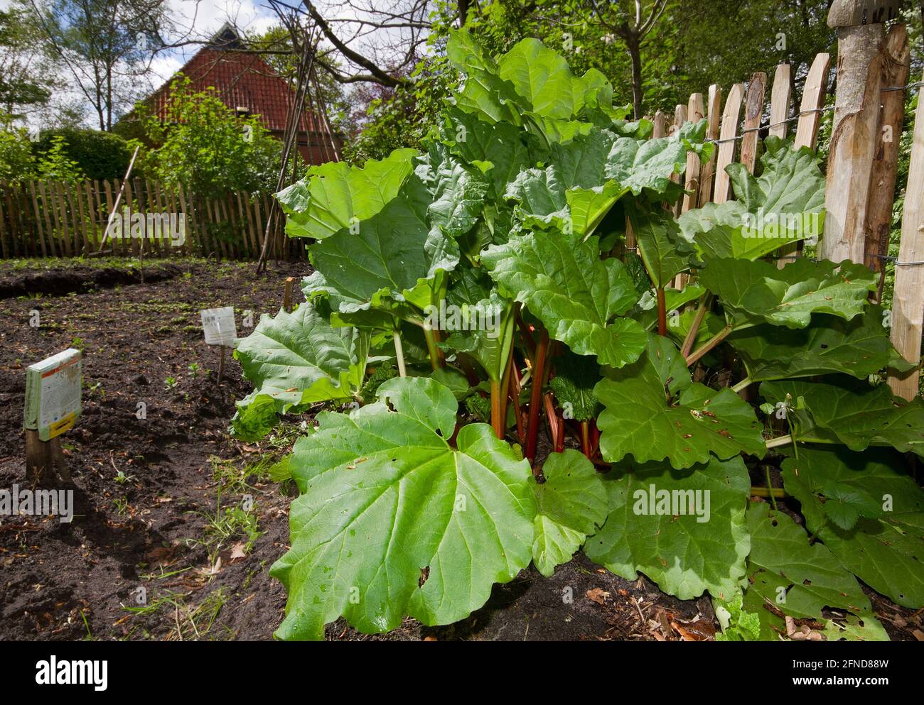 Rhubarb growing in the kitchen garden of a farm Stock Photo - Alamy