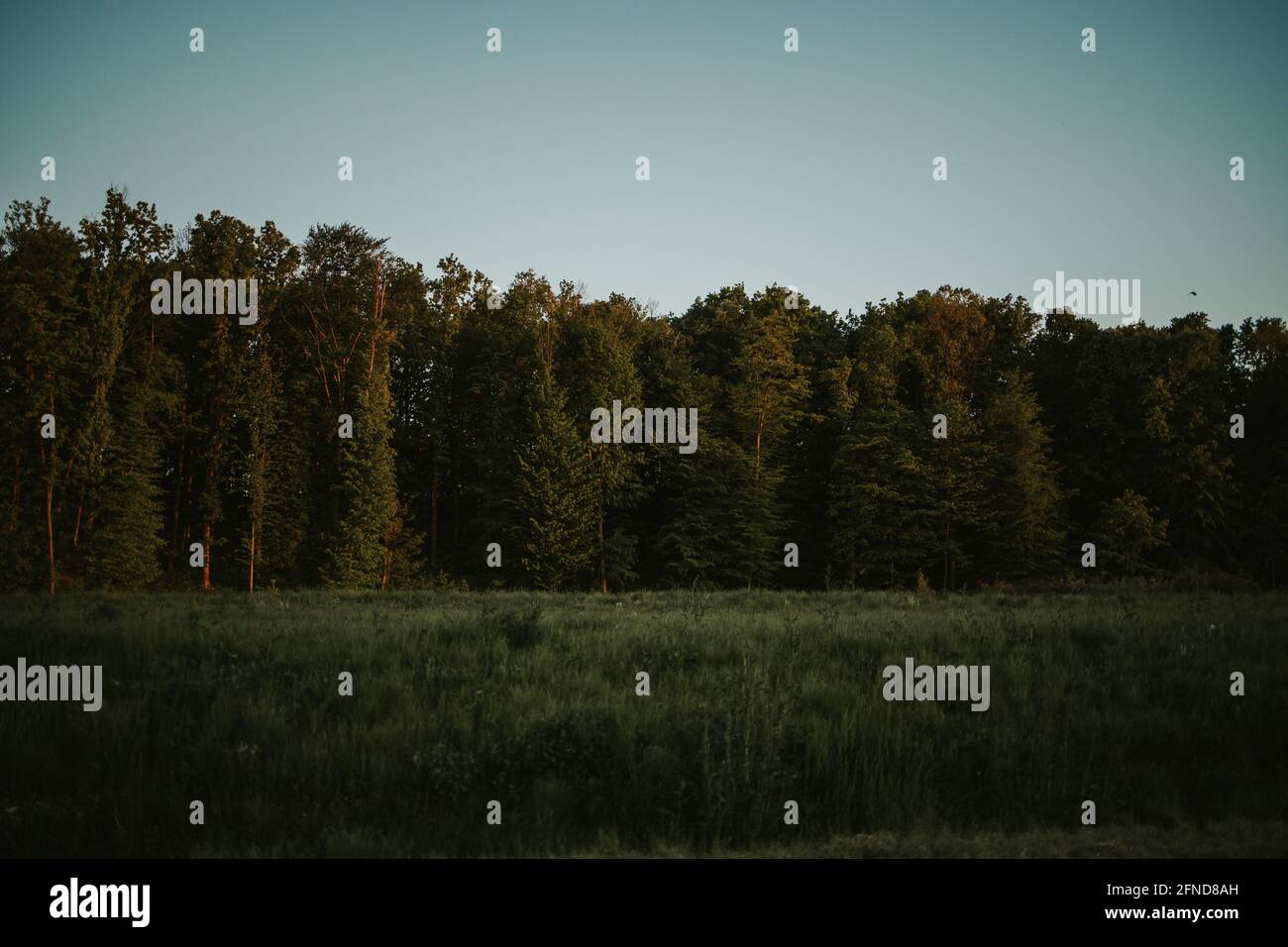 A beautiful landscape with a green meadow and trees Stock Photo - Alamy
