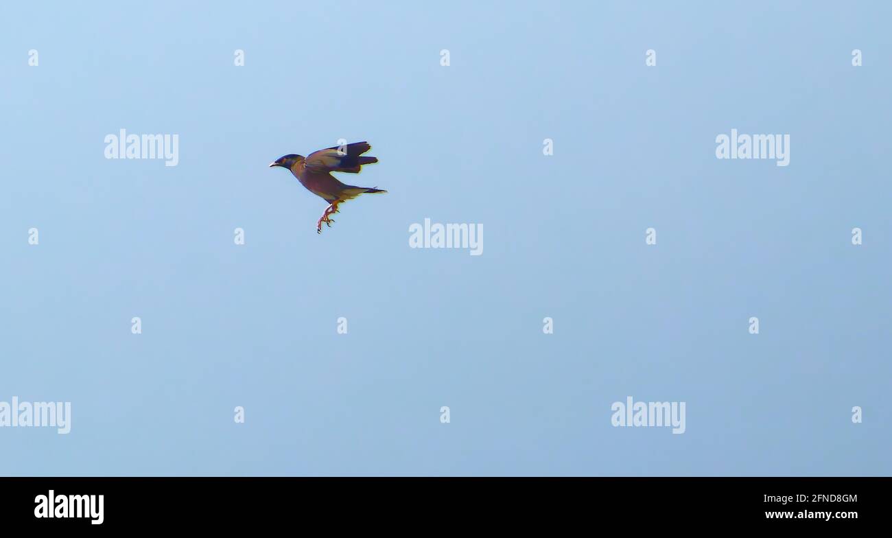 Beautiful Common myna flying in blue skyin at summer time Stock Photo ...