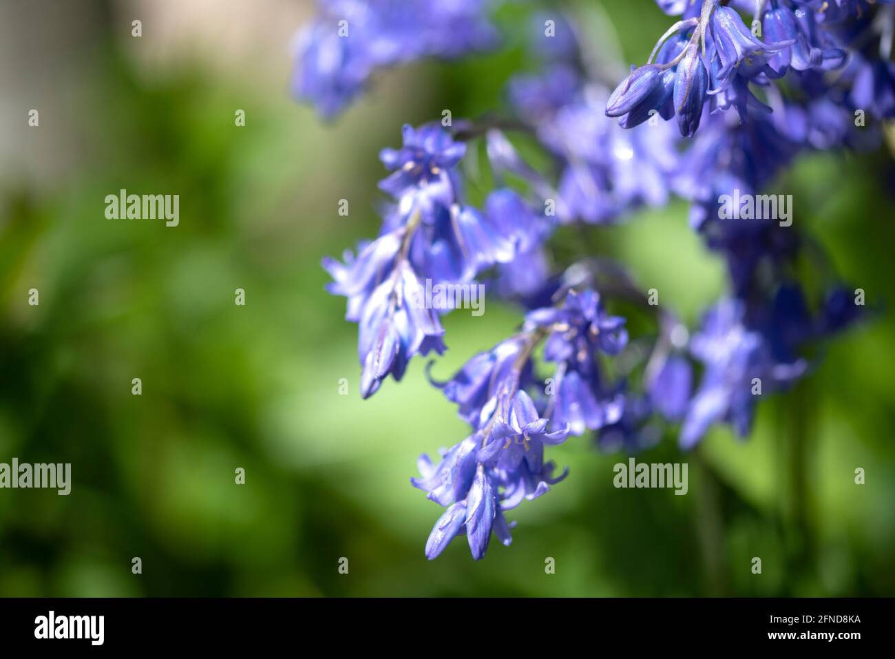 Open and closed flowers hi-res stock photography and images - Alamy