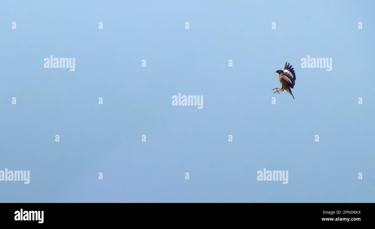 Myna In Flight High Resolution Stock Photography and Images - Alamy