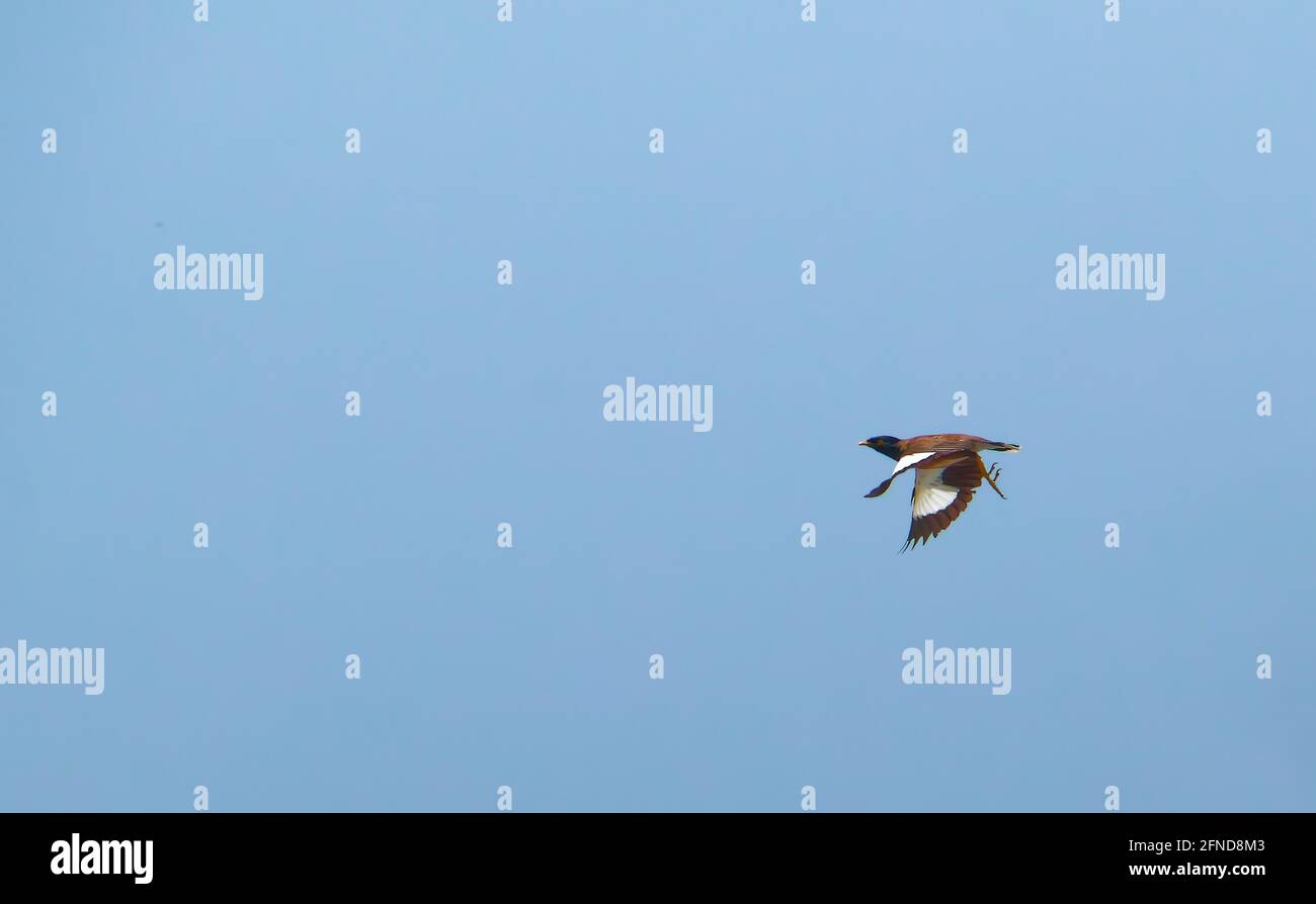 Beautiful Common myna flying in blue skyin at summer time Stock Photo ...