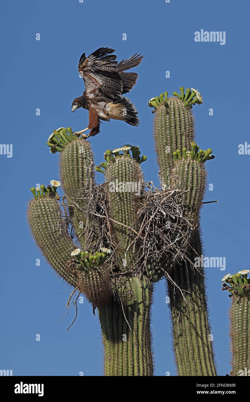 Harris's hawk (Parabuteo unicinctus), nestling about to leave nest in ...