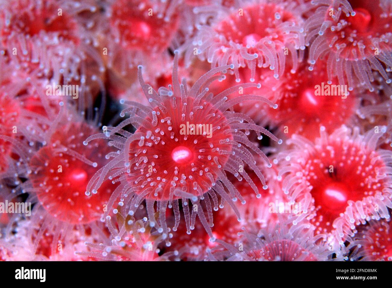 Corynactis californica hi-res stock photography and images - Alamy