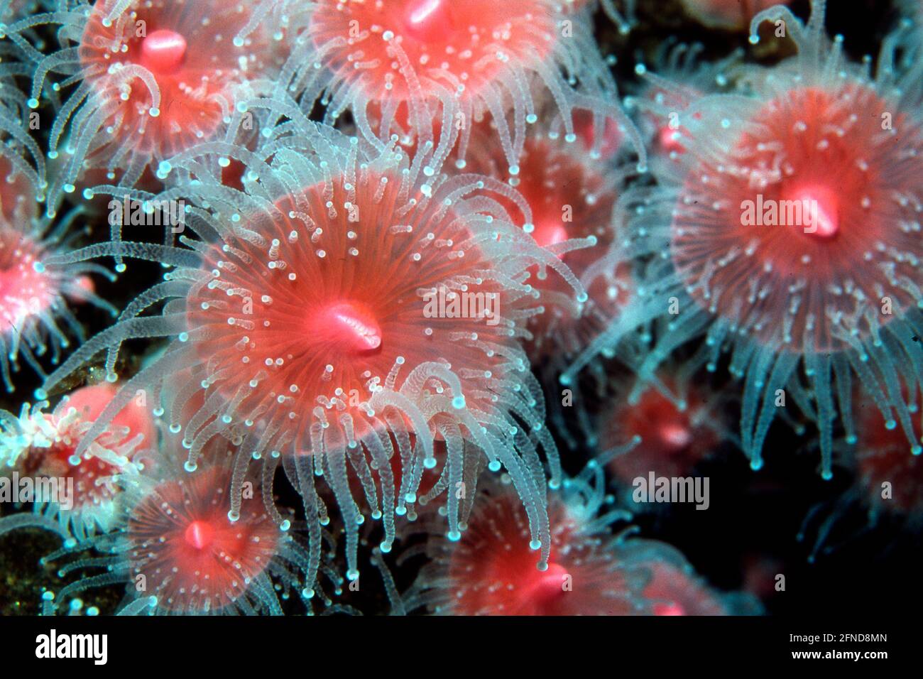 Corynactis californica hi-res stock photography and images - Alamy