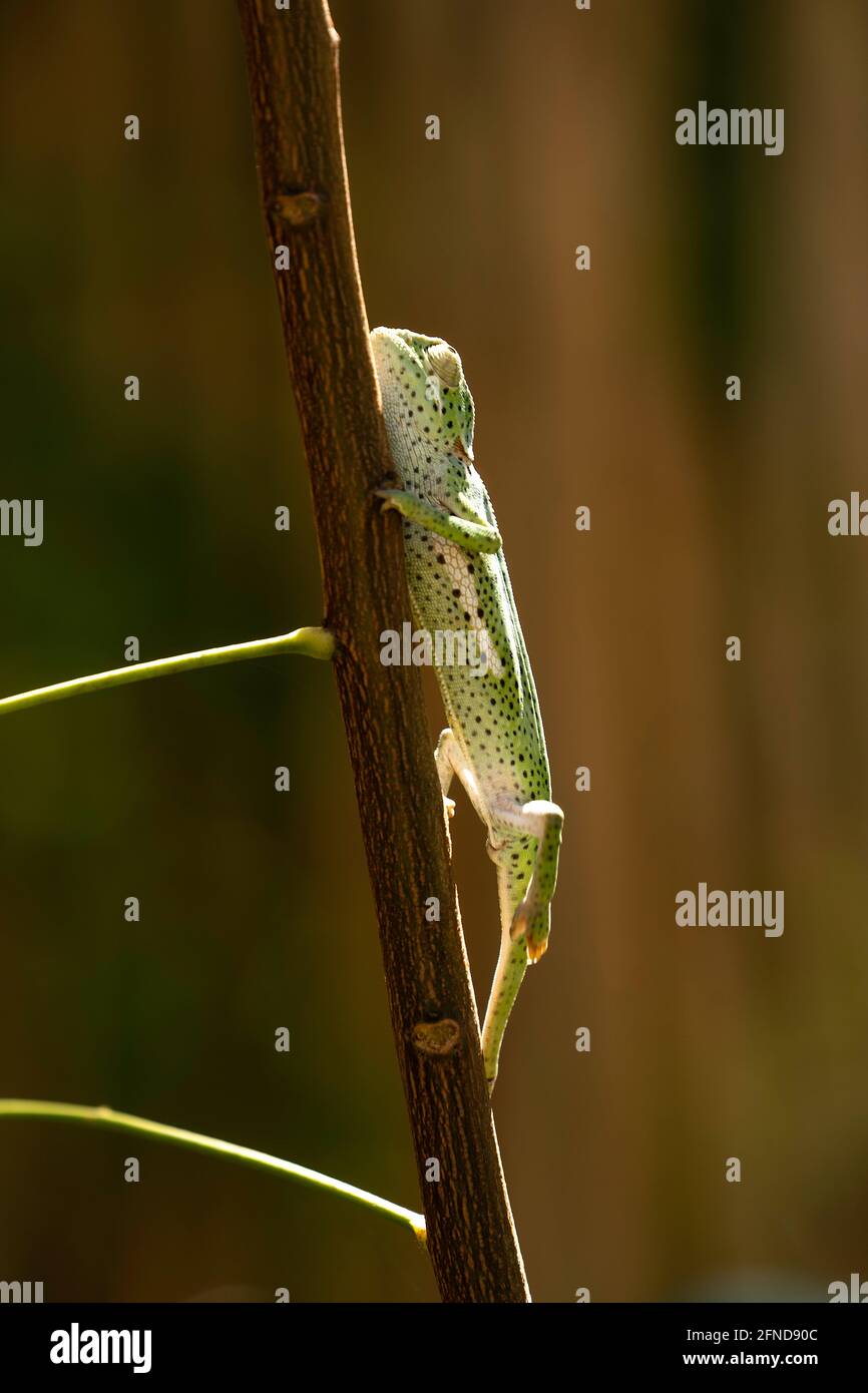 Flap-necked Chameleon in Zanzibar Stock Photo - Alamy