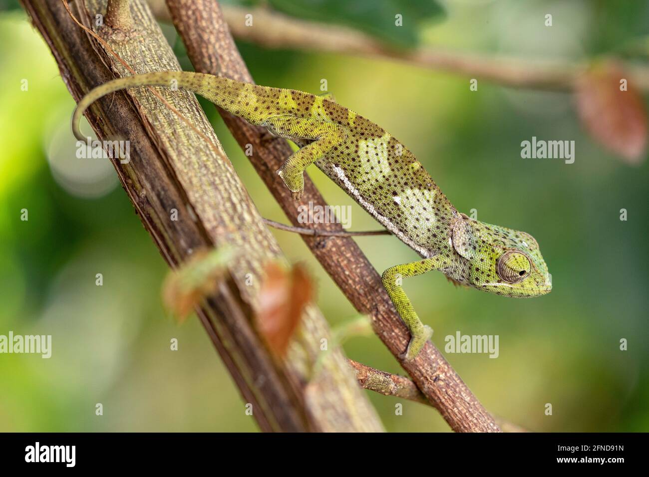 Flap-necked Chameleon in Zanzibar Stock Photo - Alamy