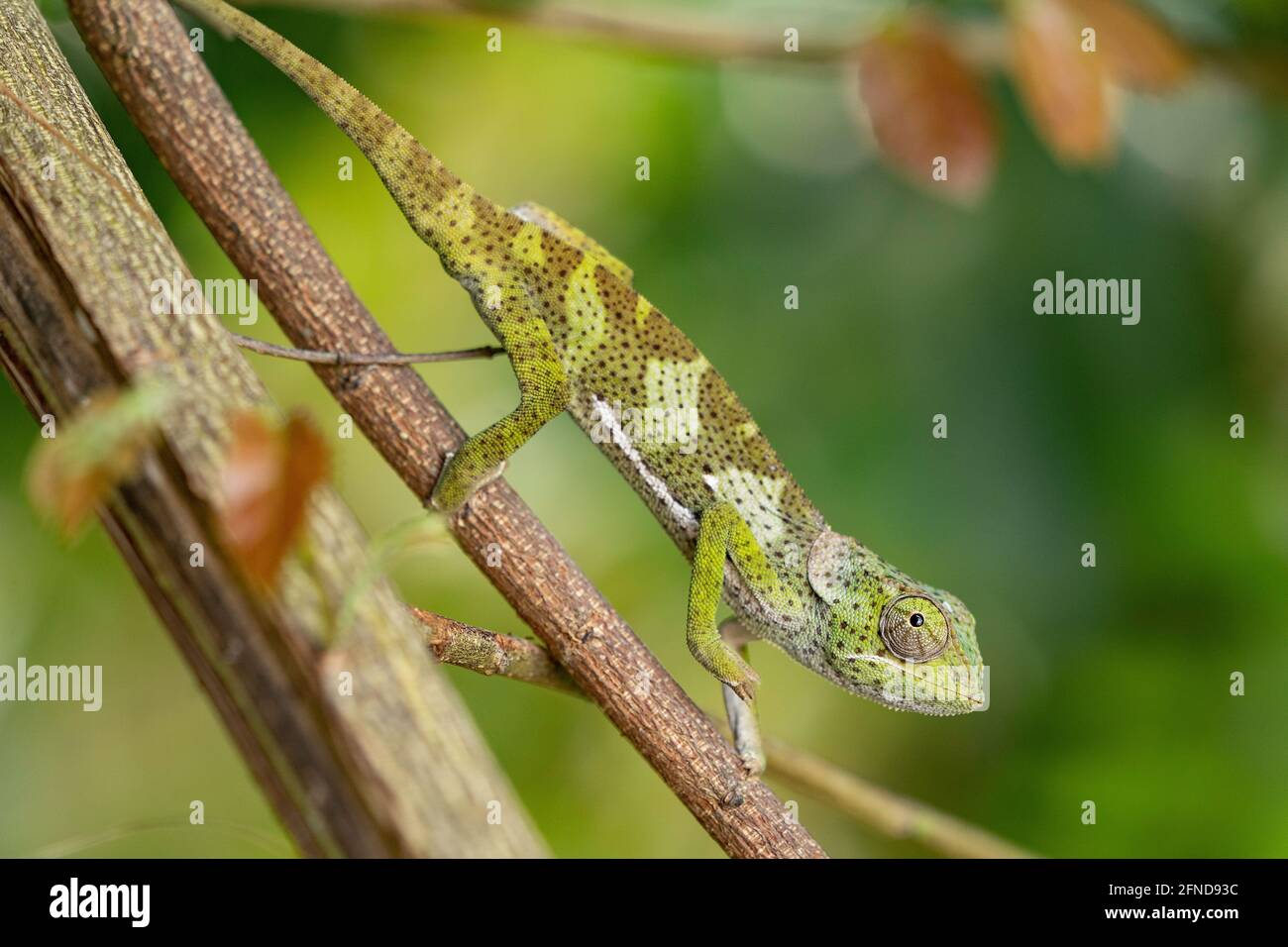 Flap-necked Chameleon in Zanzibar Stock Photo - Alamy