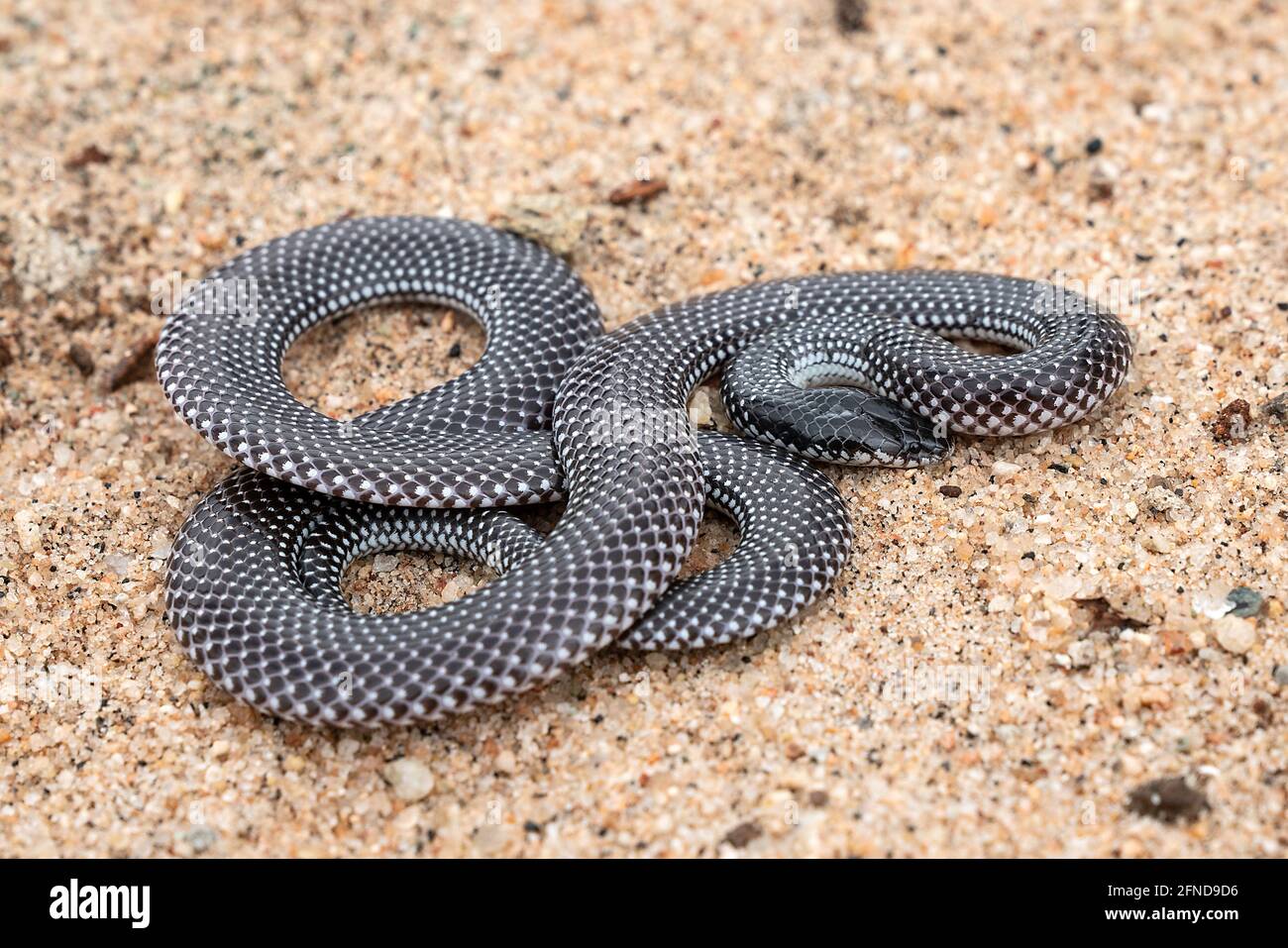 Desert black headed snake hi-res stock photography and images - Alamy