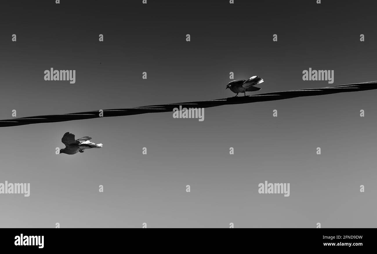 Birds flying in the air a black and white image Stock Photo - Alamy