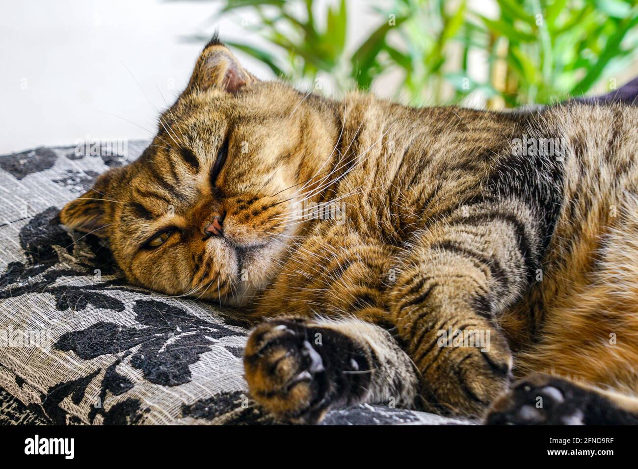 funny cat portrait with yellow eyes and blurred background Stock Photo ...