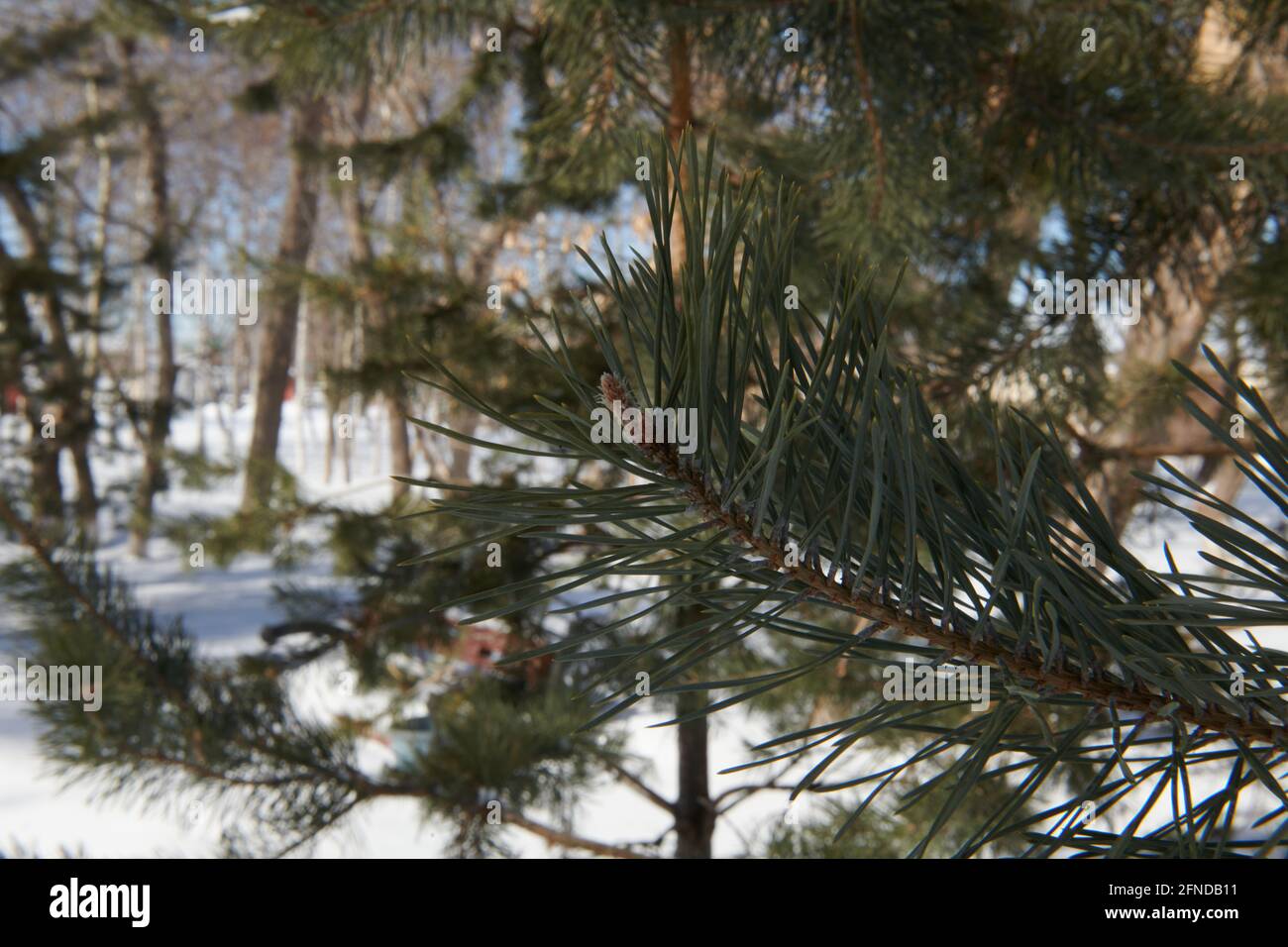 Large pine tree stands hi-res stock photography and images - Alamy