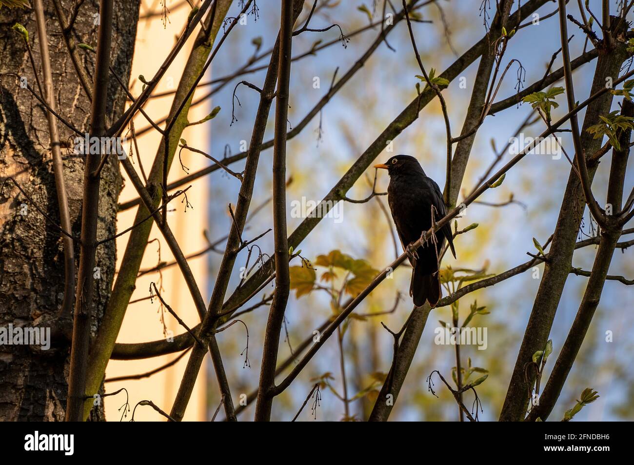 Common blackbird, bird species of Thrushes. Turdus merula sitting on a ...