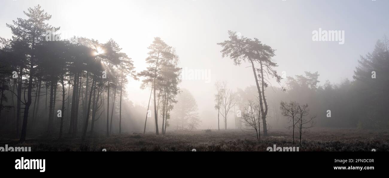 early morning sun rays in misty forest near utrecht in the netherlands ...