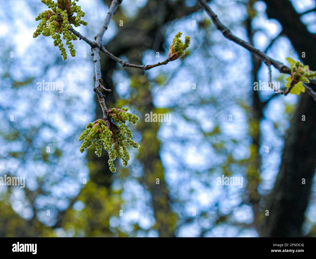 Leaf buds open on trees in spring. Kidney swelling in early spring ...