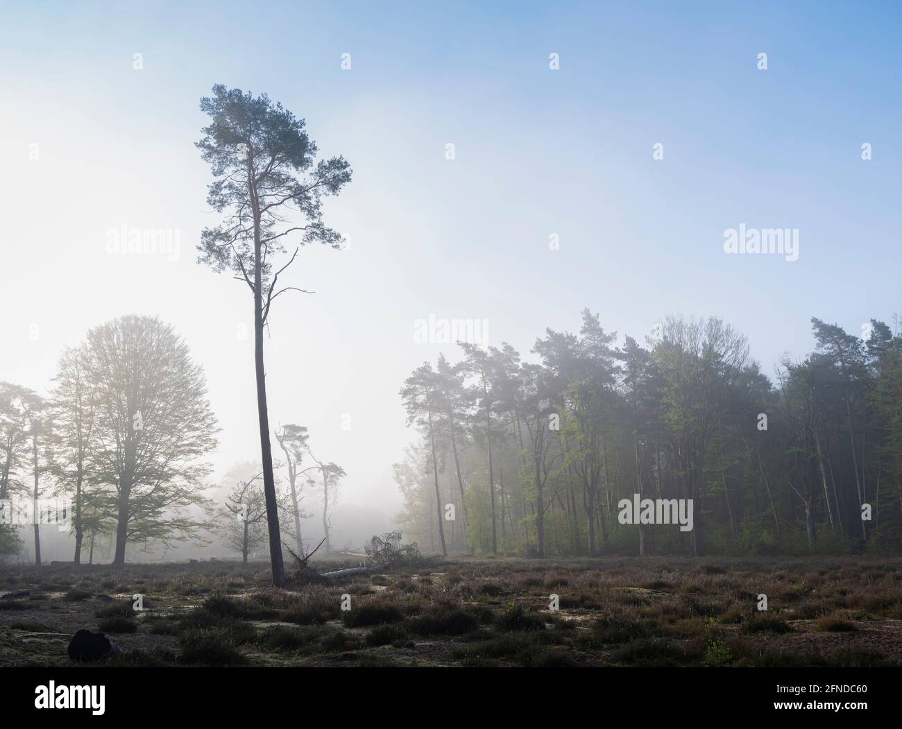 Early morning sun rays hi-res stock photography and images - Alamy