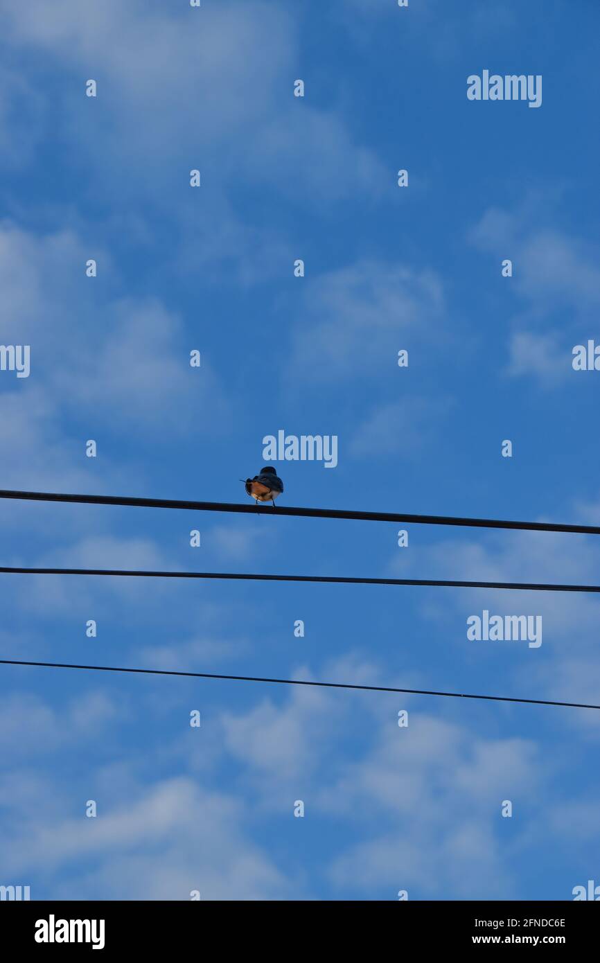 A vertical shot of a barn swallow bird perched on a wire against a blue ...