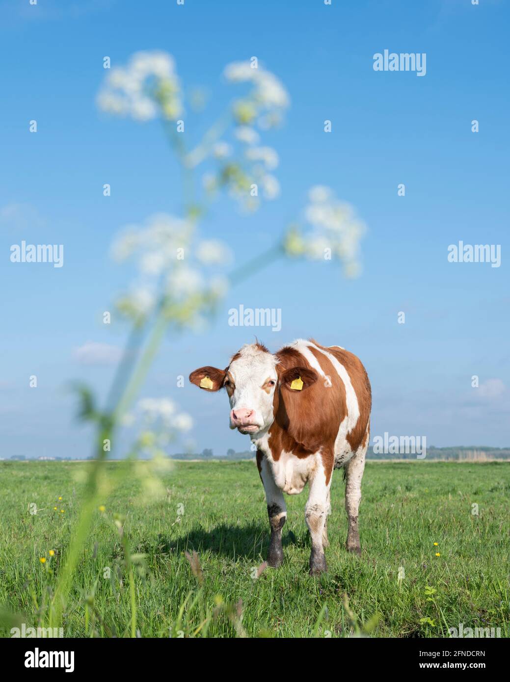 spotted red and white cow in meadow with spring flowers Stock Photo - Alamy