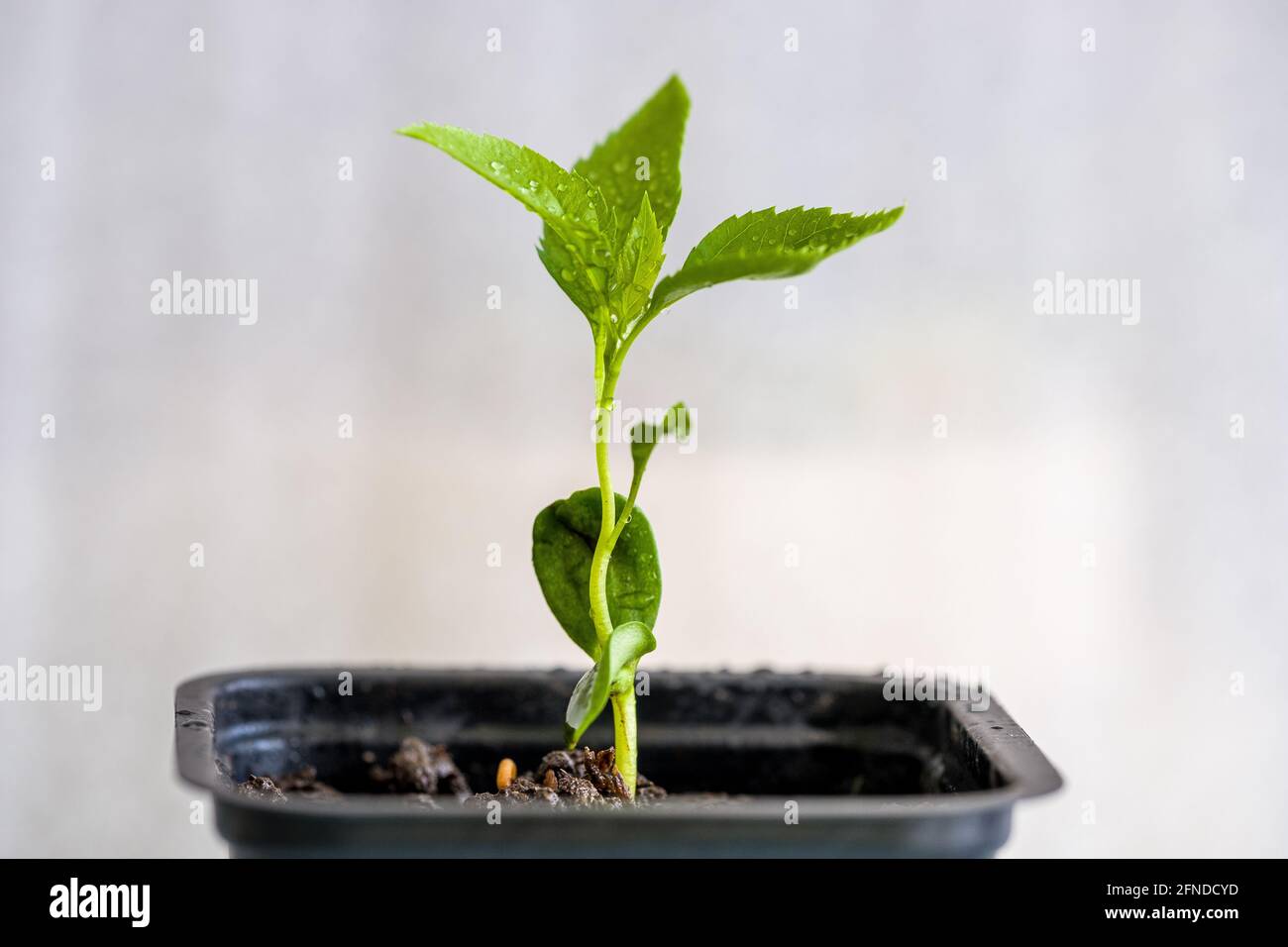 "Pink Lady" apple tree growing from a seed in a black pot Stock Photo ...
