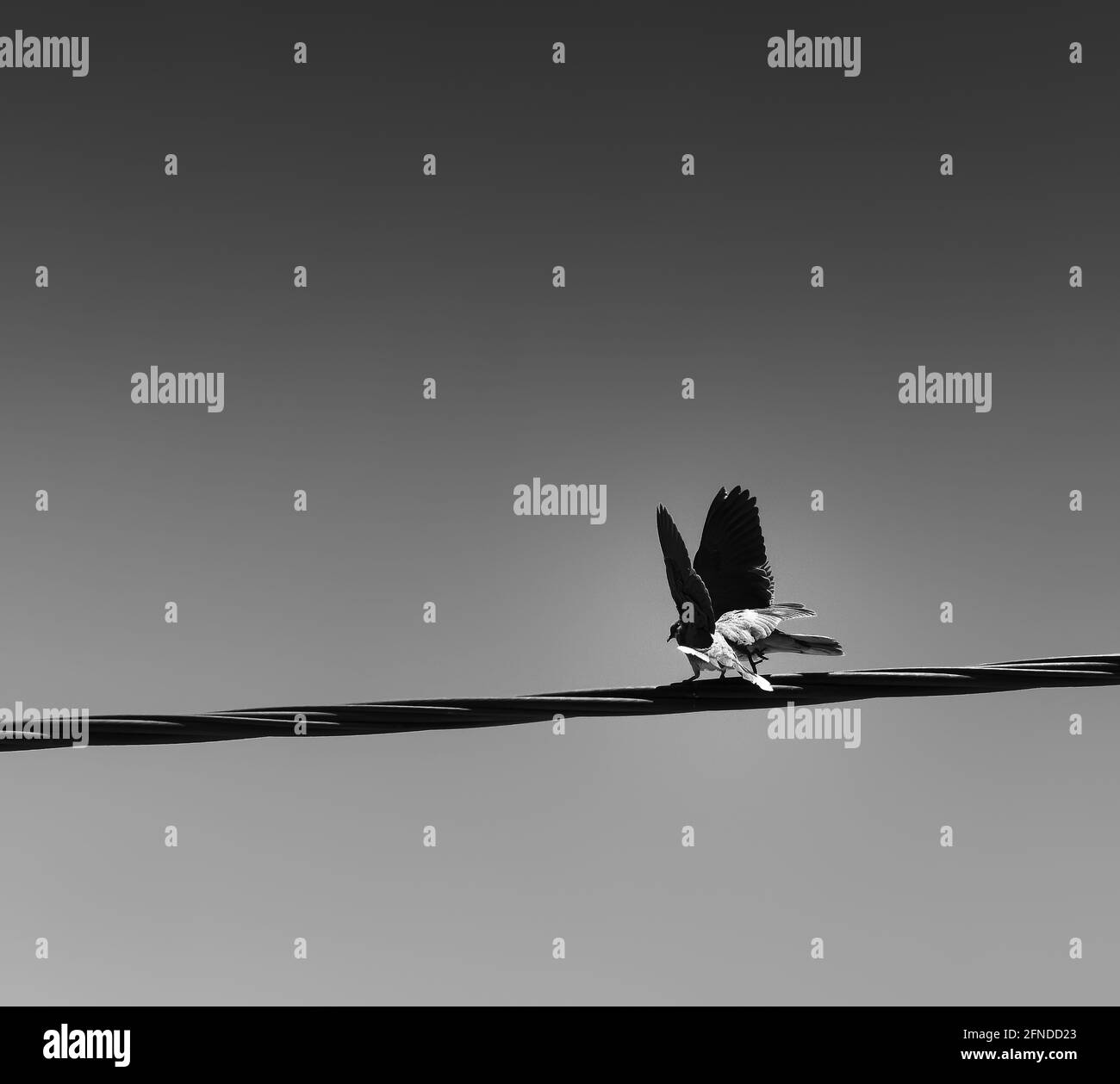 Birds flying in the air a black and white image Stock Photo - Alamy