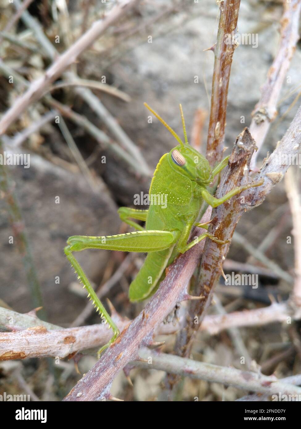 A little green cricket on a prickly tree branch Stock Photo - Alamy