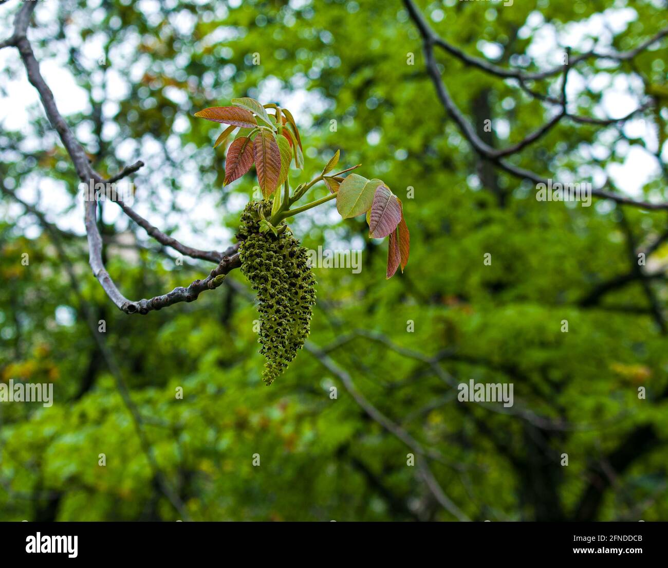 Leaf buds open on trees in spring. Kidney swelling in early spring ...