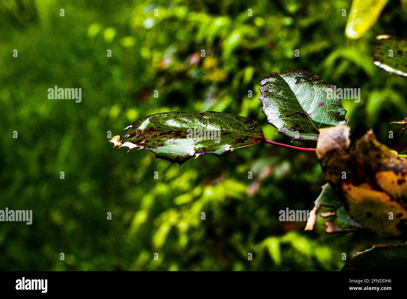 Leaf buds open on trees in spring. Kidney swelling in early spring ...