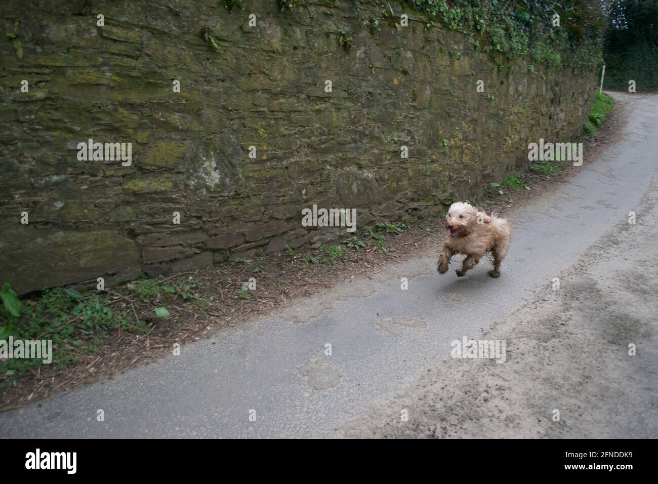 A cute and very happy fluffy (hairy) apricot (blonde, ginger, sandy ...