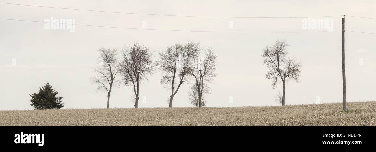 Assorted trees and a power line just outside of London, Ontario, Canada ...
