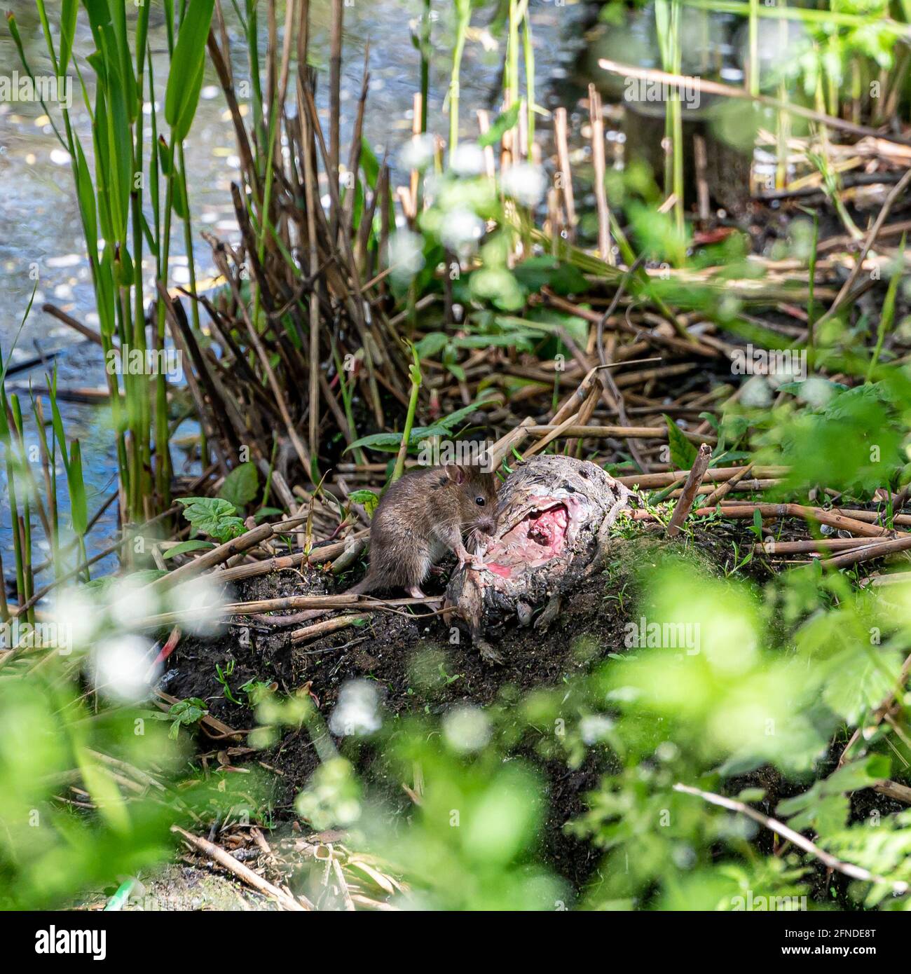 Black death plague rat hi-res stock photography and images - Alamy