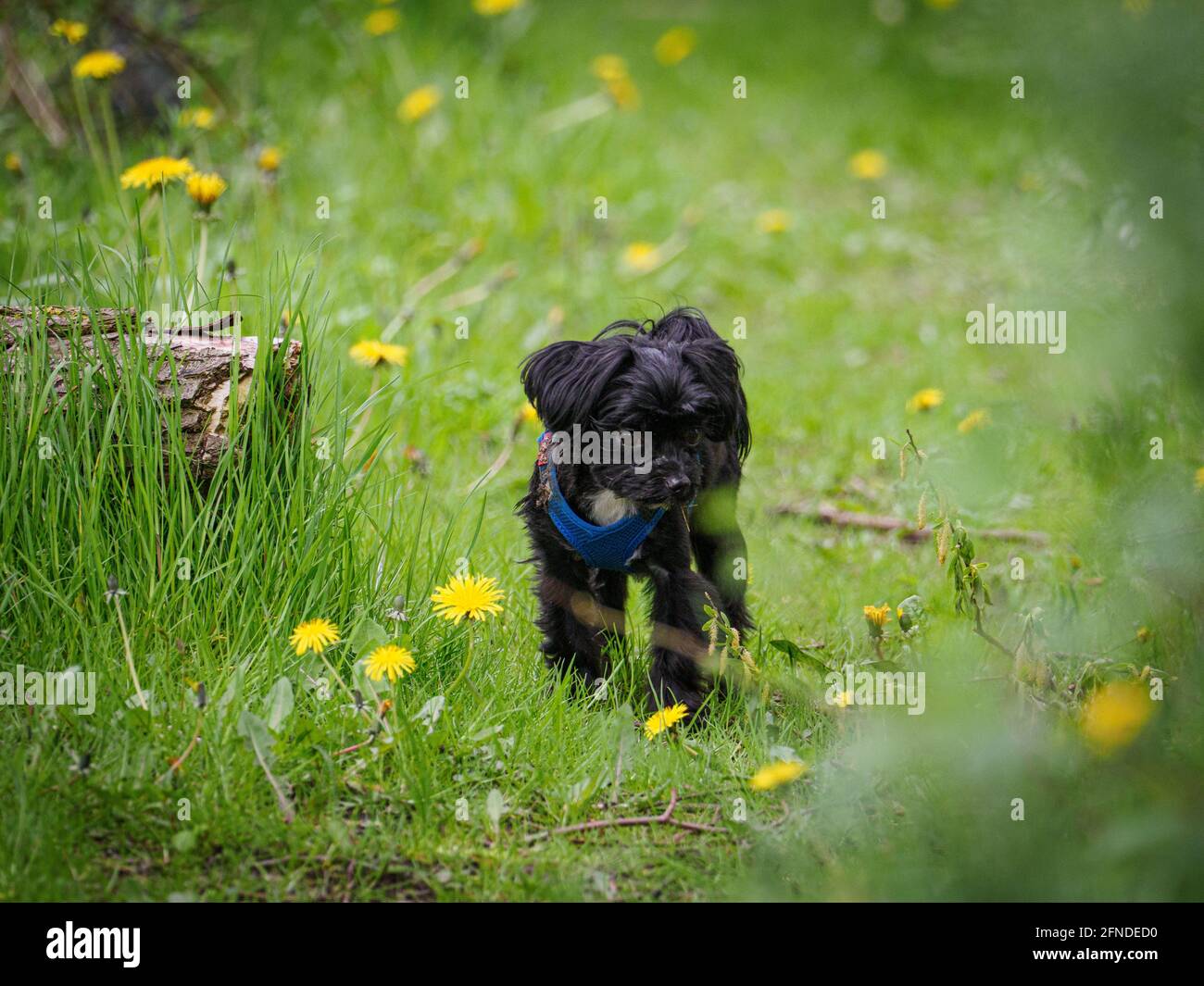 a cute black bolonka puppy curiously walks through nature Stock Photo ...