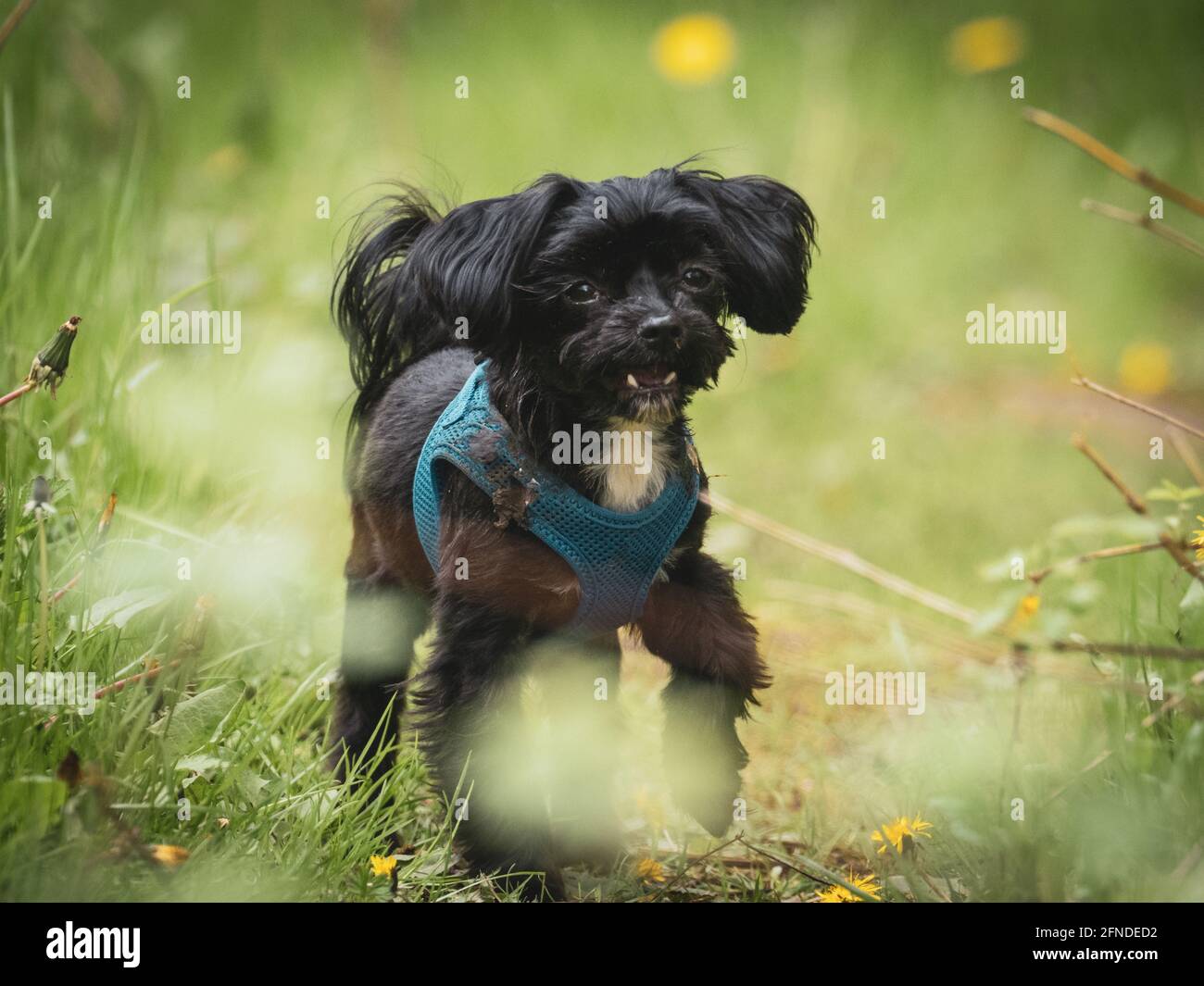 Russian tsvetnaya bolonka hi-res stock photography and images - Alamy